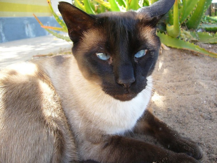 🔥 [120+] Free HD Wallpapers Siamese Cat | WallpaperSafari