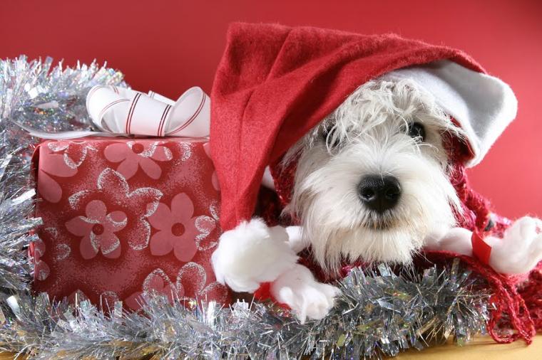🔥 Free Download Xmas Puppies Christmas Santa Dog Desktop And Mobile ...