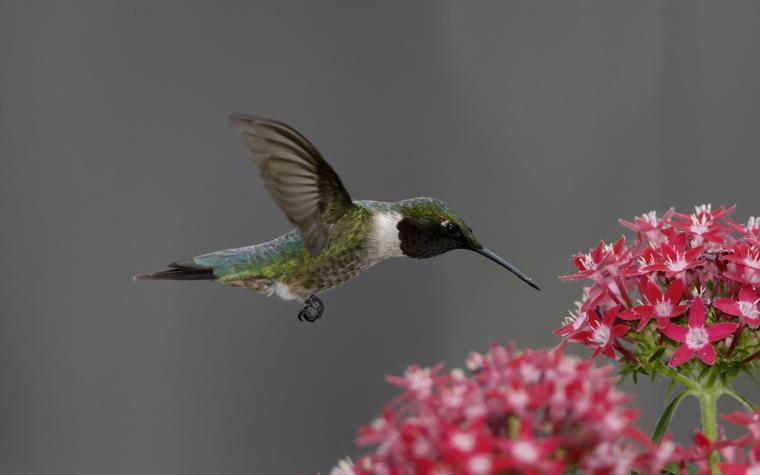 Free download Hummingbird Computer Wallpapers Desktop Backgrounds ...