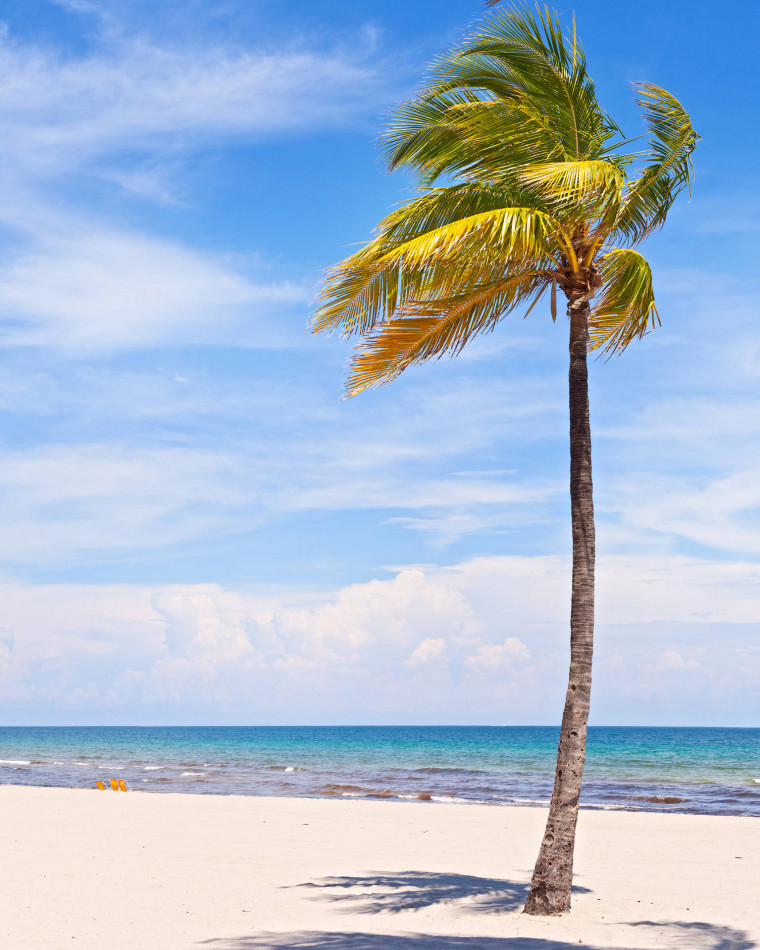 🔥 [40+] Coconut Tree Wallpapers | WallpaperSafari