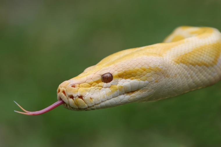 [33+] Burmese Python Wallpaper on WallpaperSafari