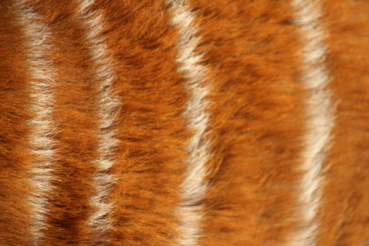 🔥 Free Download Animal Fur Picture Wallpaper by @jmccarty40 ...