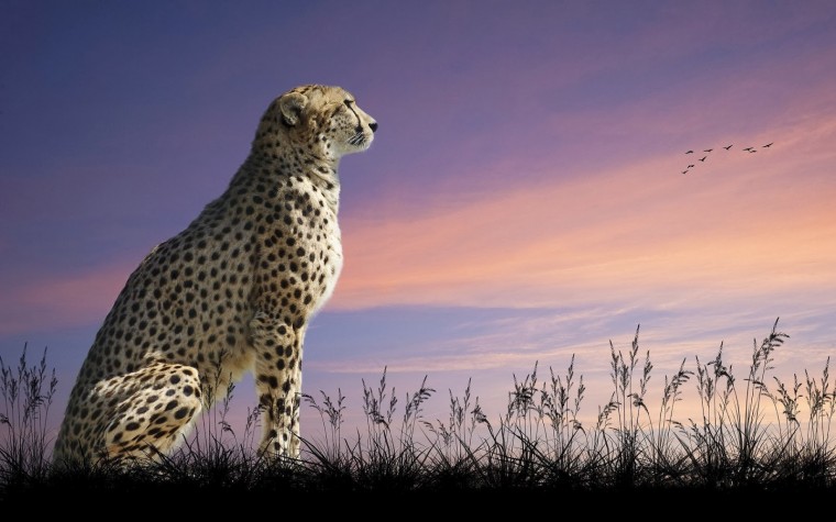 🔥 [140+] Cheetah Desktop Backgrounds | WallpaperSafari