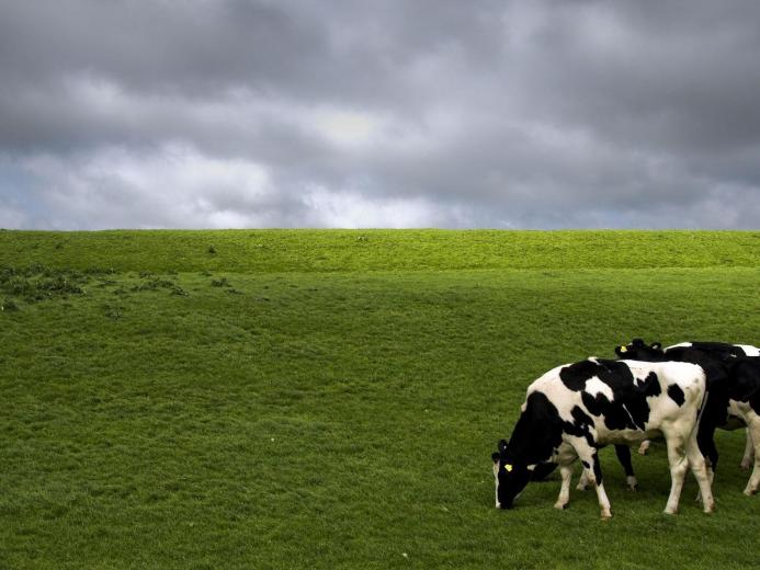 🔥 [40+] Holstein Wallpapers | WallpaperSafari