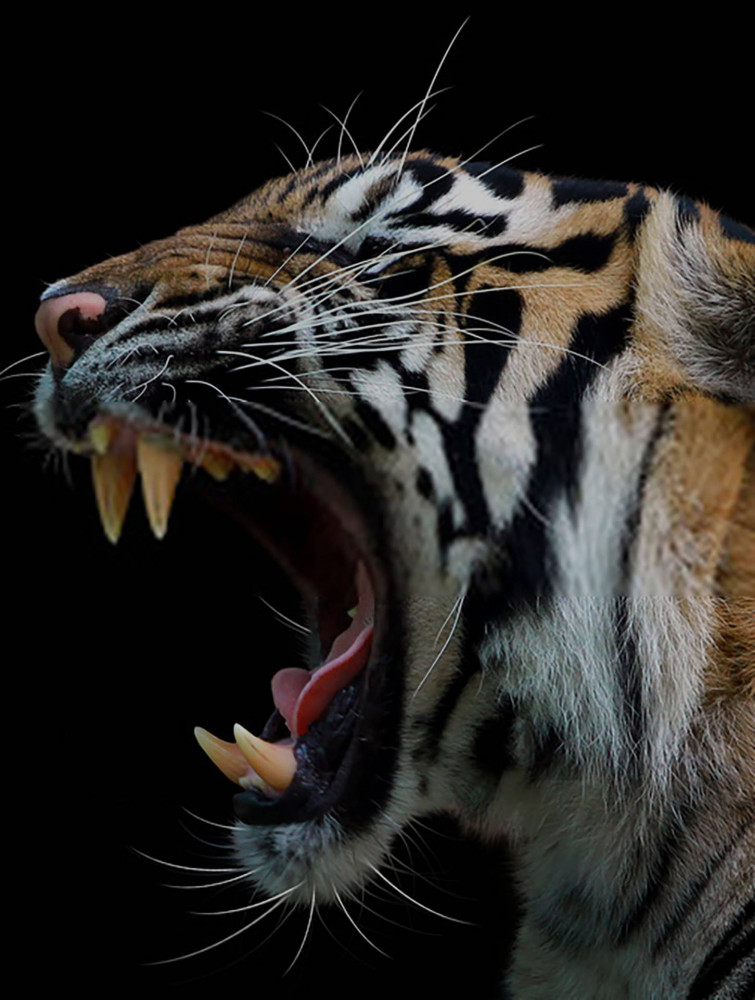 🔥 Free Download Roaring Angry Tiger Side Profile Wallpaper by @pcampbell | WallpaperSafari
