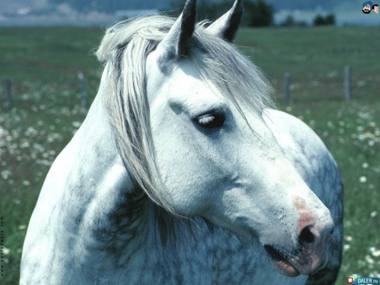 Free download hd wallpapers funny horse face wallpaper cute 1024x768 ...