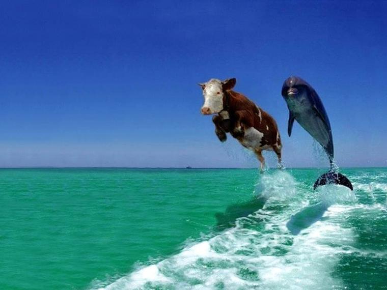 🔥 [70+] Funny Screen Backgrounds | WallpaperSafari