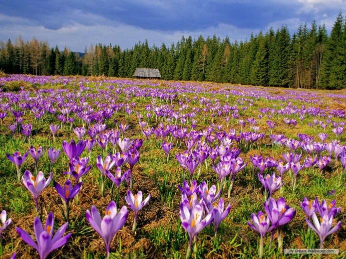 🔥 [150+] Wallpapers Everyday Free | WallpaperSafari