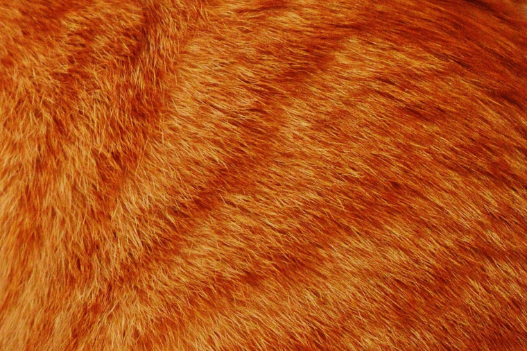🔥 Free Download Animal Fur Picture Wallpaper by @jmccarty40 ...