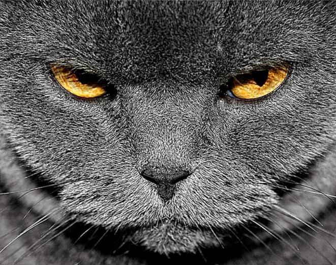 🔥 [50+] Angry Cat Free Desktop Wallpapers | WallpaperSafari