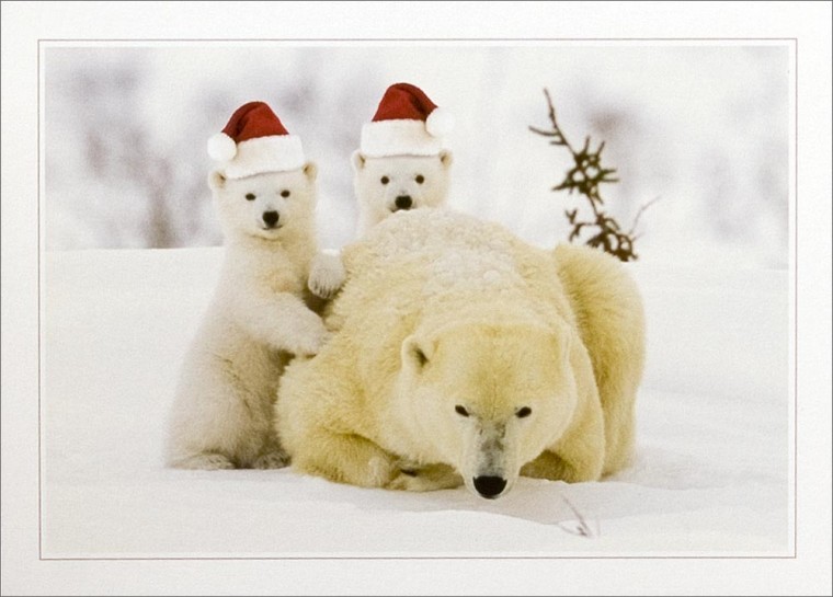 🔥 Free Download Snowman Wallpaper Coca Cola Christmas Polar Bears by ...