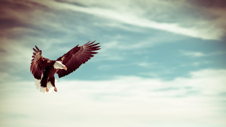 🔥 [20+] Flying Eagle Wallpapers | WallpaperSafari