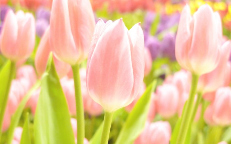 🔥 [60+] Pink Tulips Wallpapers | WallpaperSafari