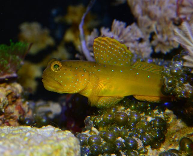 🔥 Free Download Rearing The Crested Oyster Goby Rising Tide ...