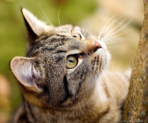 🔥 [50+] Epic Cat Wallpapers | WallpaperSafari