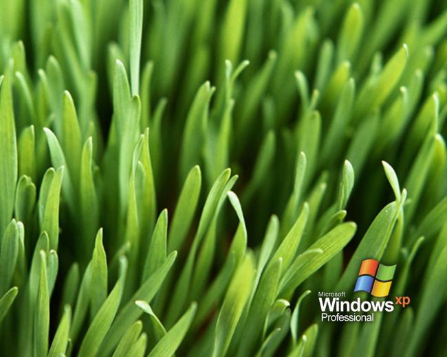 🔥 [50+] Windows Wallpapers Grass | WallpaperSafari