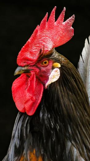 🔥 [50+] Galinha Wallpapers | WallpaperSafari