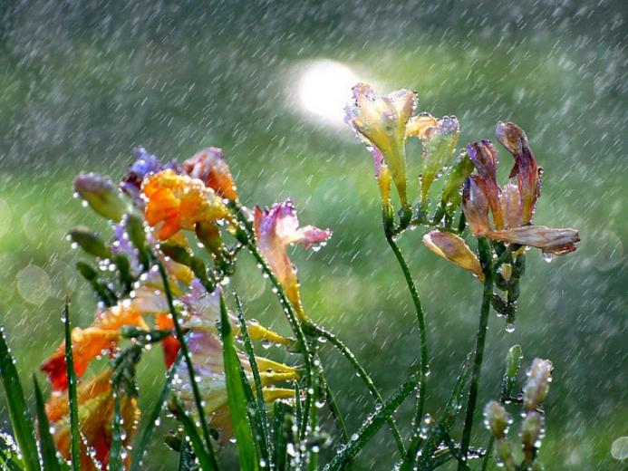 🔥 [50+] Spring Rain Wallpapers for Desktop | WallpaperSafari