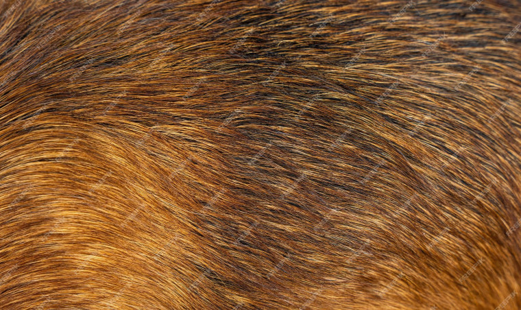 🔥 Free Download Animal Fur Picture Wallpaper by @richarda68 ...