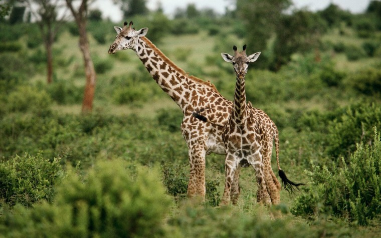 🔥 [140+] Giraffe Wallpapers | WallpaperSafari