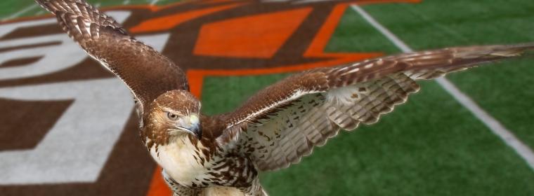 Free download Best 42 BGSU Wallpaper on HipWallpaper BGSU Wallpaper ...