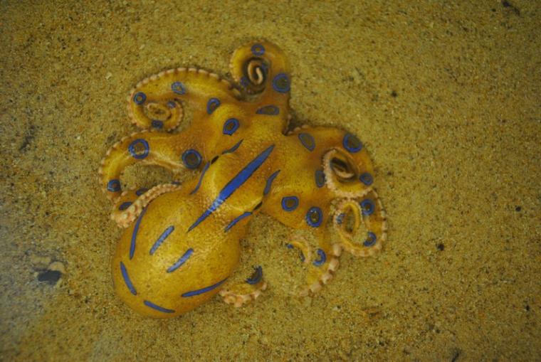 🔥 Free Download Blue Ringed Octopus Wallpaper Southern by @lblanchard ...