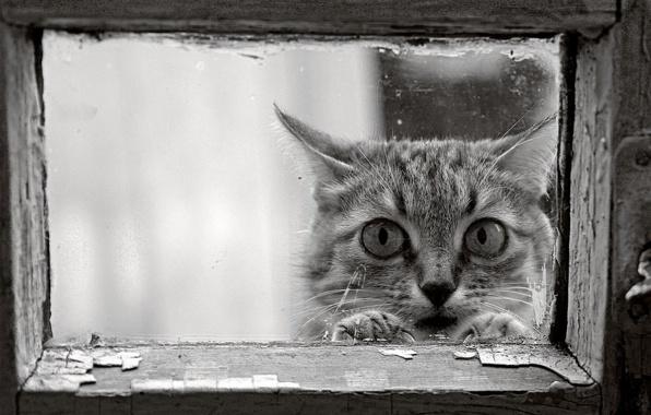 🔥 [40+] Window Frame Wallpapers | WallpaperSafari