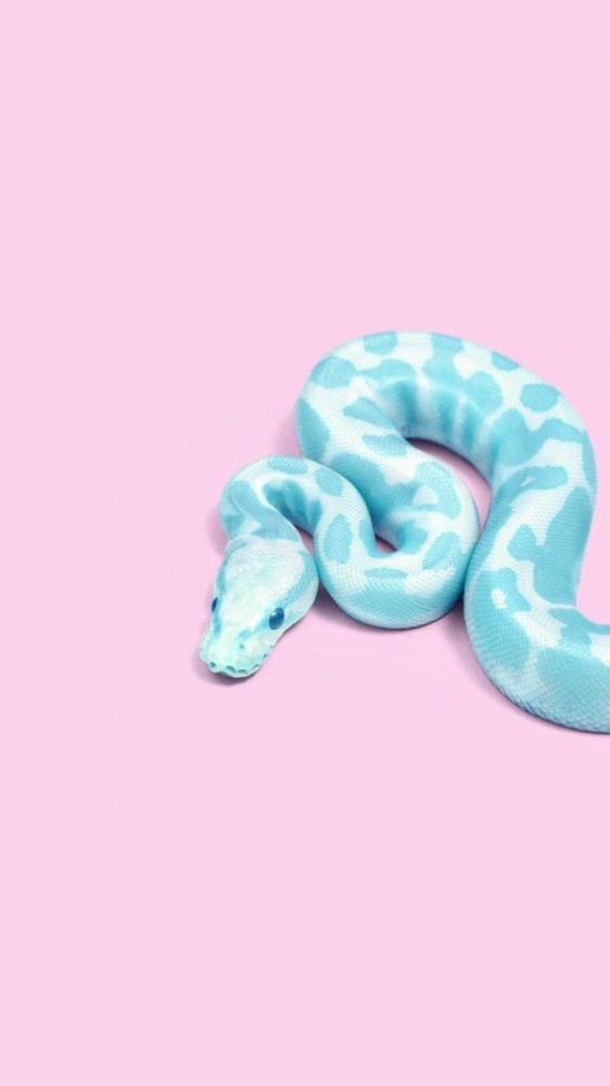 🔥 [20+] Pink Snake Wallpapers | WallpaperSafari
