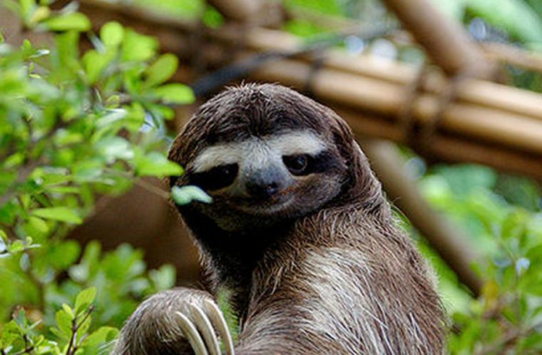 🔥 [40+] Sloth Desktop Wallpapers | WallpaperSafari