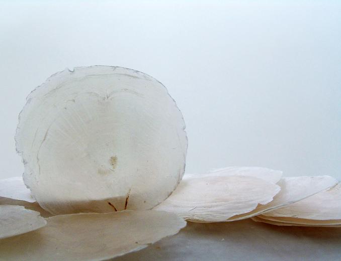 🔥 [50+] Capiz Shell Wallpapers | WallpaperSafari