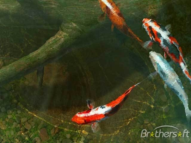 🔥 Free Download Koi Fish 3d Screensaver by @csmith49 | WallpaperSafari