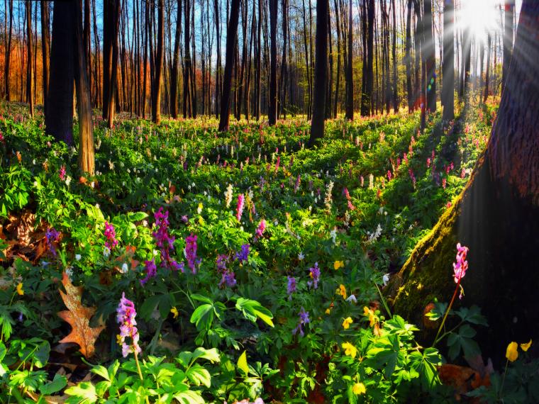 🔥 [90+] First Day Of Spring Wallpapers | WallpaperSafari