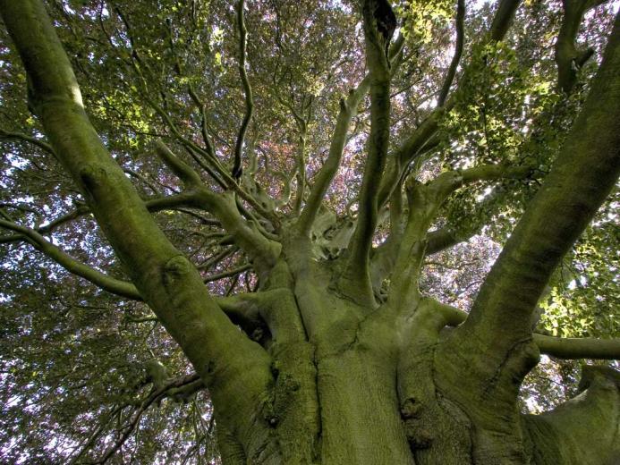 🔥 [40+] Tree Trunk Wallpapers | WallpaperSafari