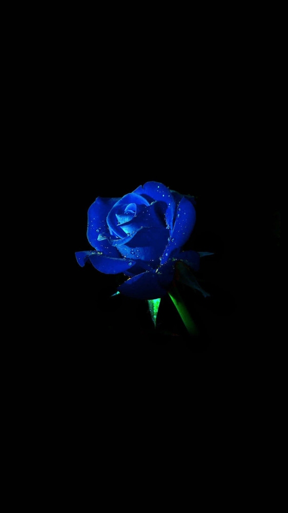 🔥 [80+] Dark Blue Rose Abstract Wallpapers | WallpaperSafari
