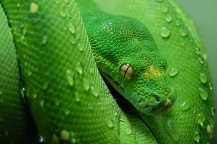 🔥 [50+] Green Tree Python Wallpapers | WallpaperSafari