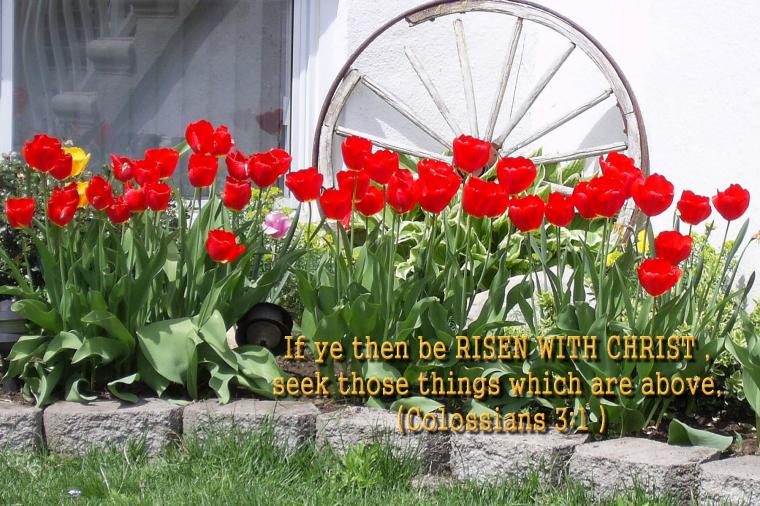 🔥 [150+] Free Scripture Spring Wallpapers | WallpaperSafari