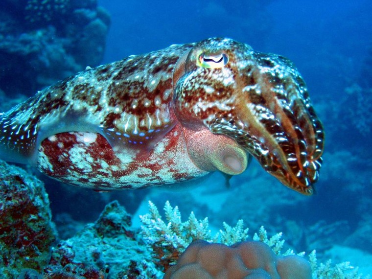 🔥 [70+] Cuttlefish Wallpapers | WallpaperSafari