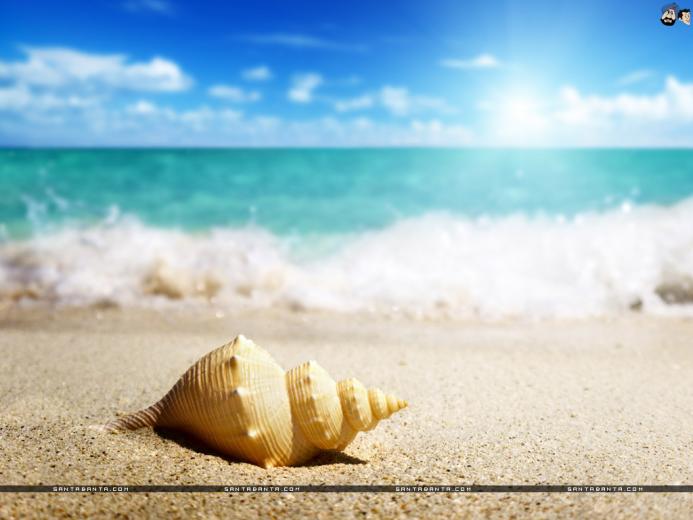 🔥 [40+] Seashells on the Beach Wallpapers | WallpaperSafari