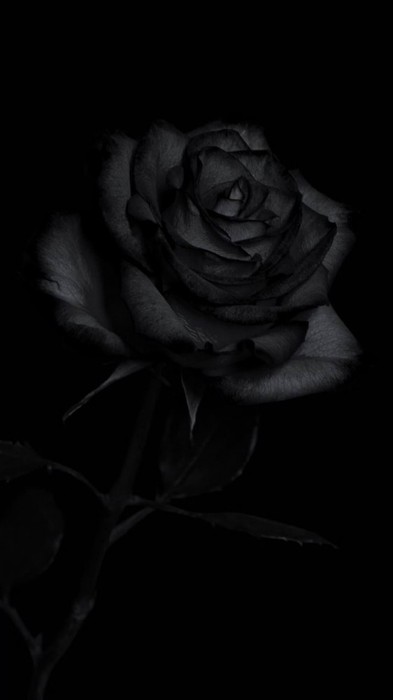 🔥 Free Download Black Rose Wallpaper by @richardross | WallpaperSafari