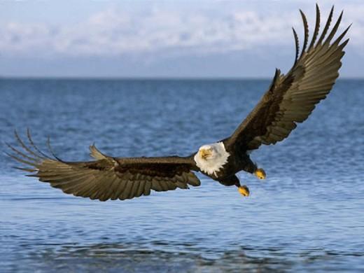 🔥 [40+] Bald Eagle Wallpapers High Resolution | WallpaperSafari