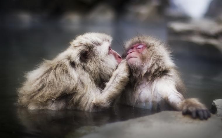 🔥 [40+] Japanese Macaque Wallpapers | WallpaperSafari