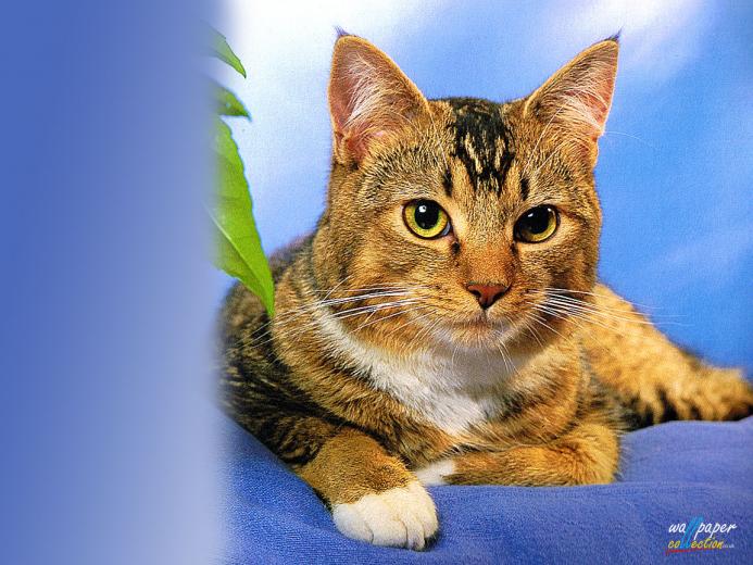 🔥 Free Download Screensaver Cats Animated Screensavers by @robertad74 ...