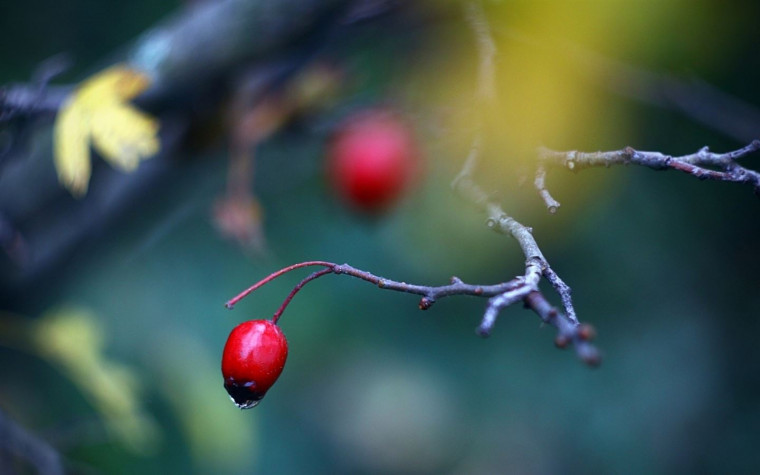 🔥 Free Download Red Berry Close Up Mac Wallpaper by @tammyw58 ...