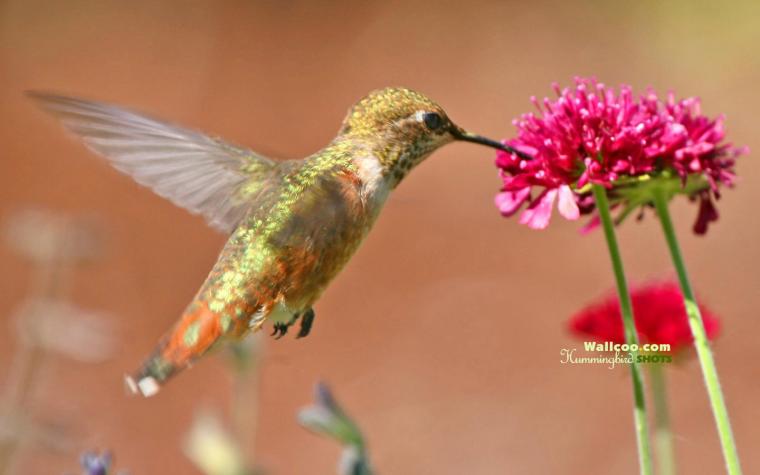 🔥 [50+] Hummingbird Screensavers and Wallpapers | WallpaperSafari