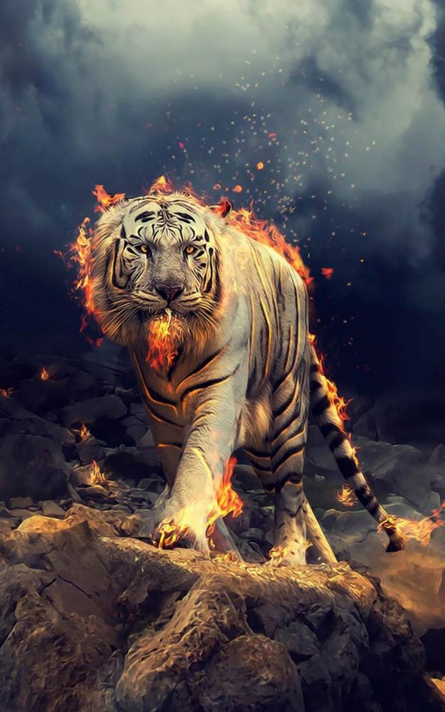 🔥 [50+] 4K HD Tiger Wallpapers | WallpaperSafari