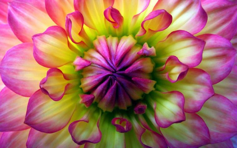 🔥 [50+] Google Flower Wallpapers | WallpaperSafari