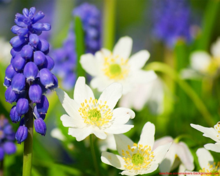 🔥 [140+] Free Spring Screensavers And Wallpapers | WallpaperSafari