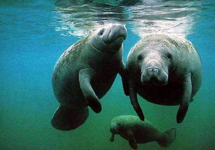 🔥 [80+] Manatee Wallpapers | WallpaperSafari