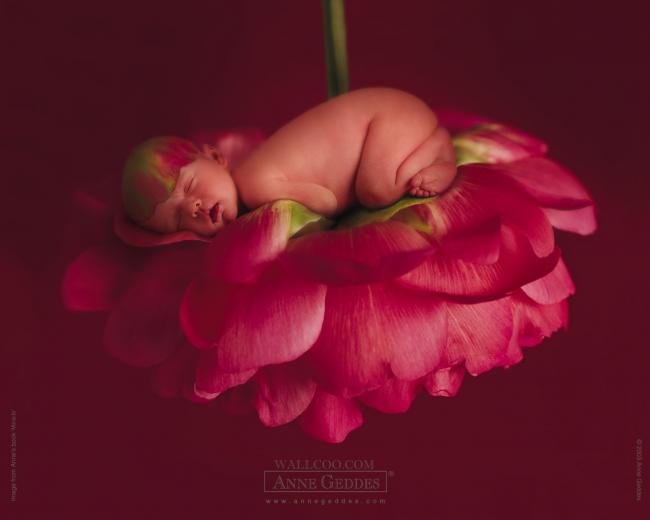 🔥 Free Download Derek Geddes Photography Christmas Anne Baby S Fall by ...