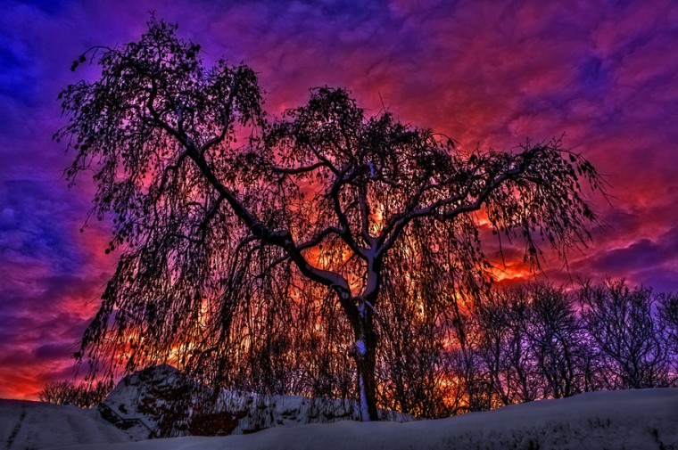 🔥 [70+] Purple Tree Wallpapers | WallpaperSafari